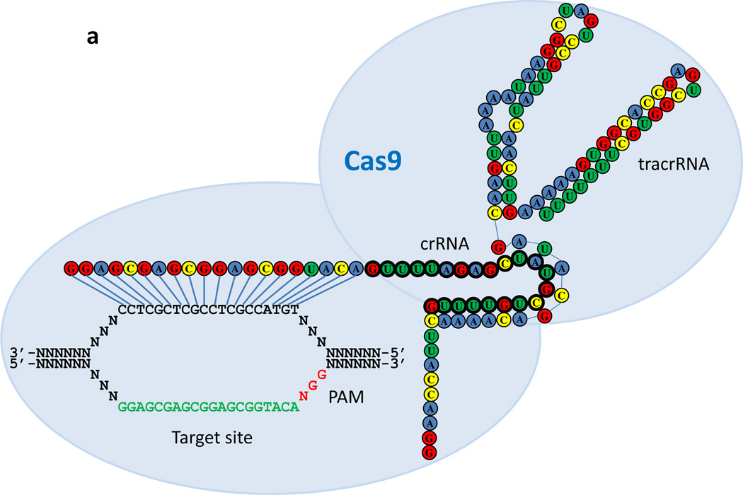 Harvard researchers develop new methods to precisely engineer genomes ...