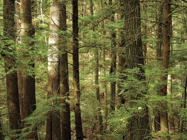 Harvard researcher David Foster on the slow death of the hemlock tree ...