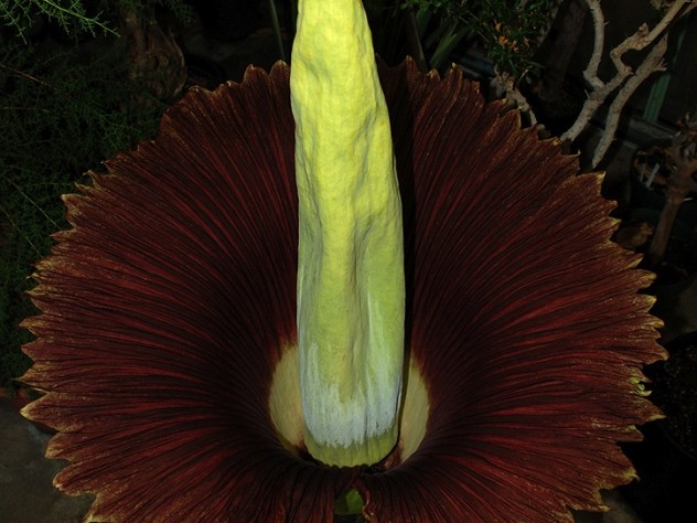 A titan arum, a rare odoriferous plant, blooms at Harvard | Harvard ...